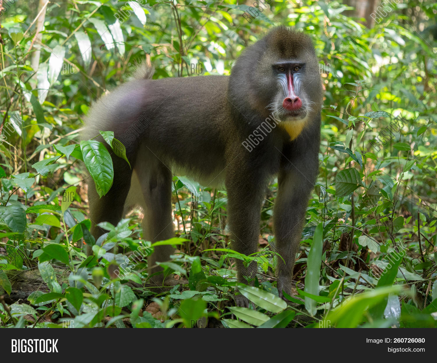 Mandrill Close- Image & Photo (Free Trial) | Bigstock
