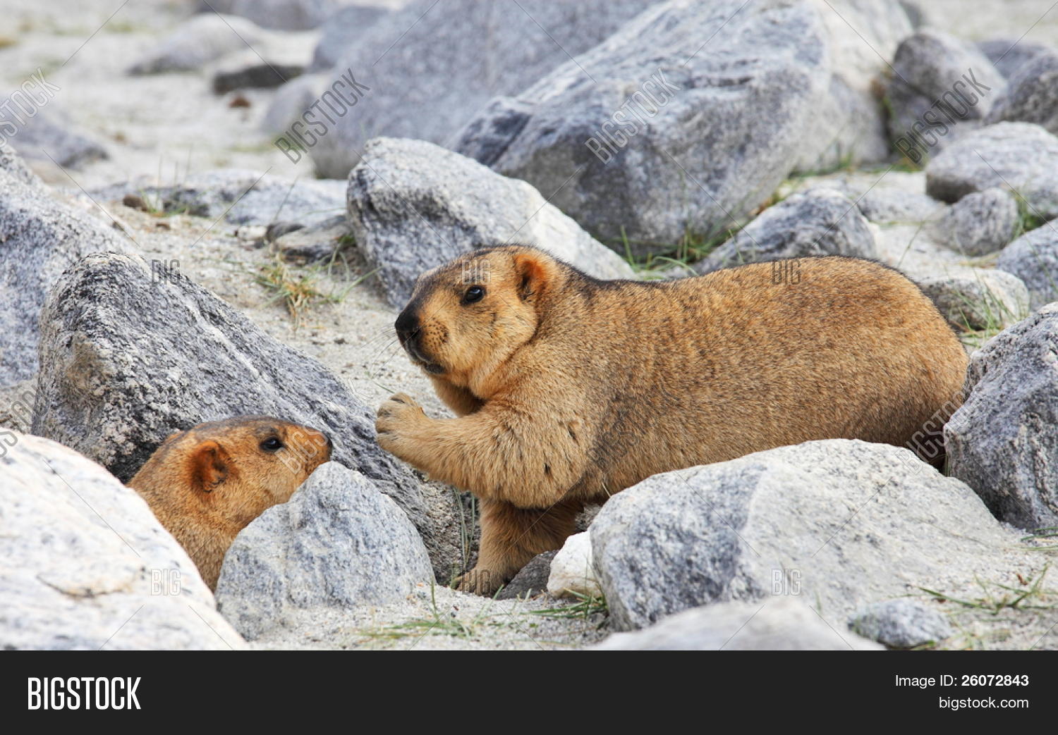 Himalayan Marmot Image & Photo (Free Trial) | Bigstock