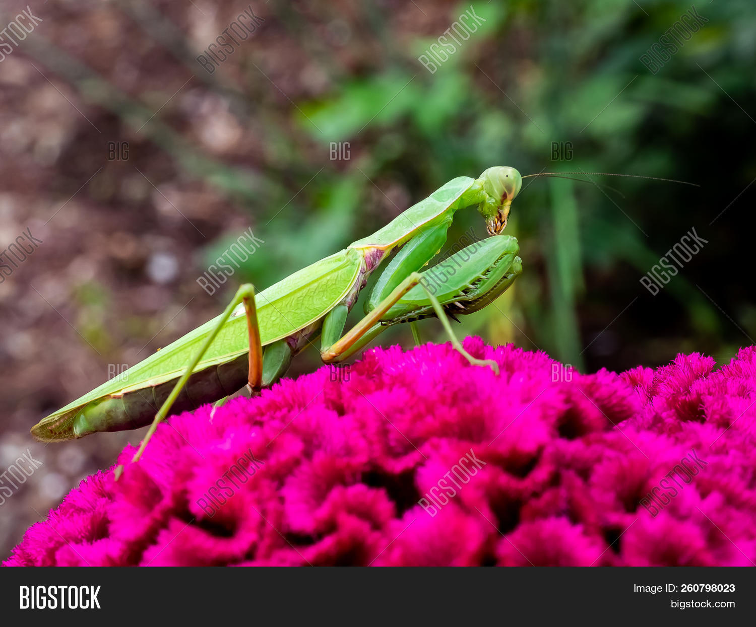 Smiling Preying Mantis Image & Photo (Free Trial) | Bigstock