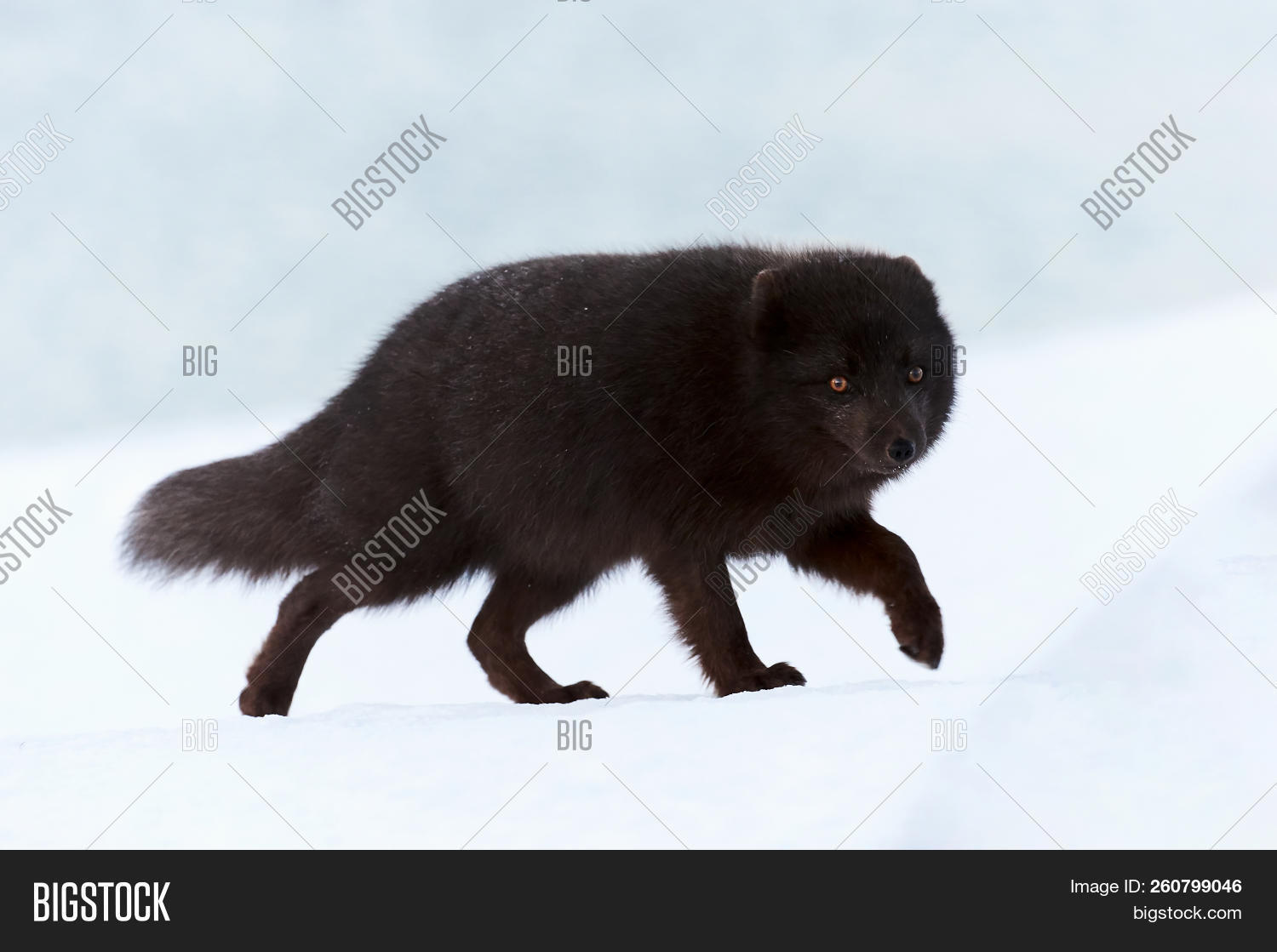 Blue Arctic Fox ( Image & Photo (Free Trial) | Bigstock