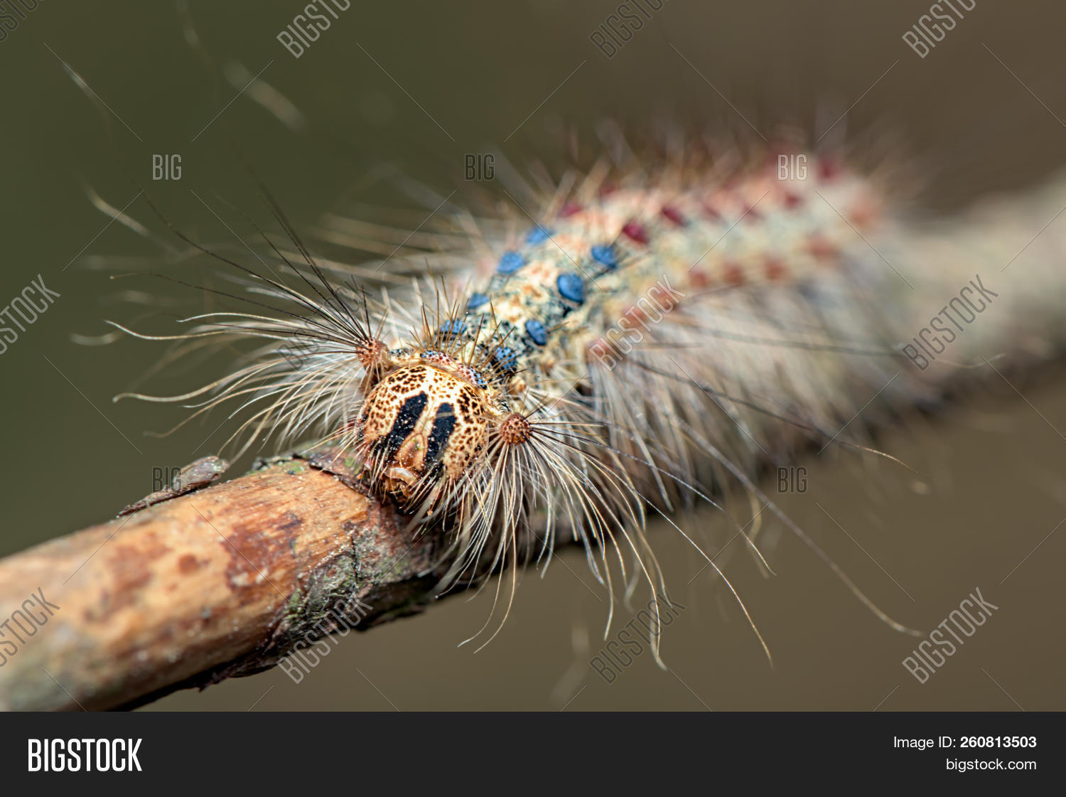 Gypsy Moth ( Lymantria Image & Photo (Free Trial) | Bigstock