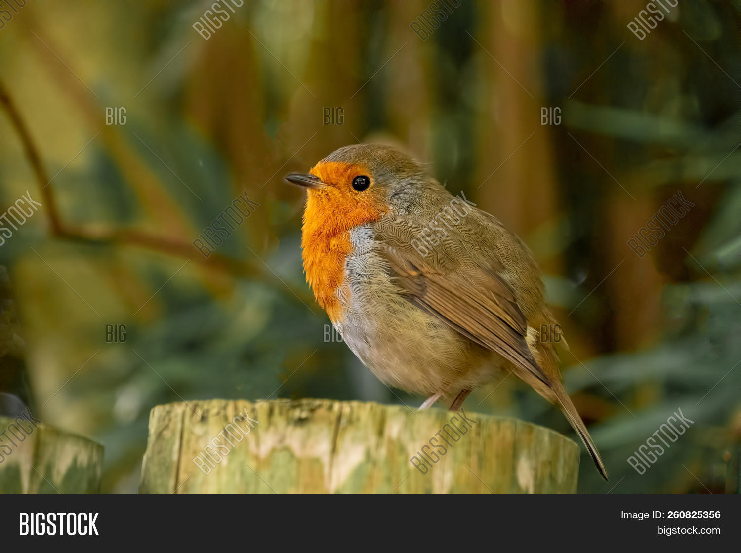 Small Robin Red Breat Image & Photo (Free Trial) | Bigstock