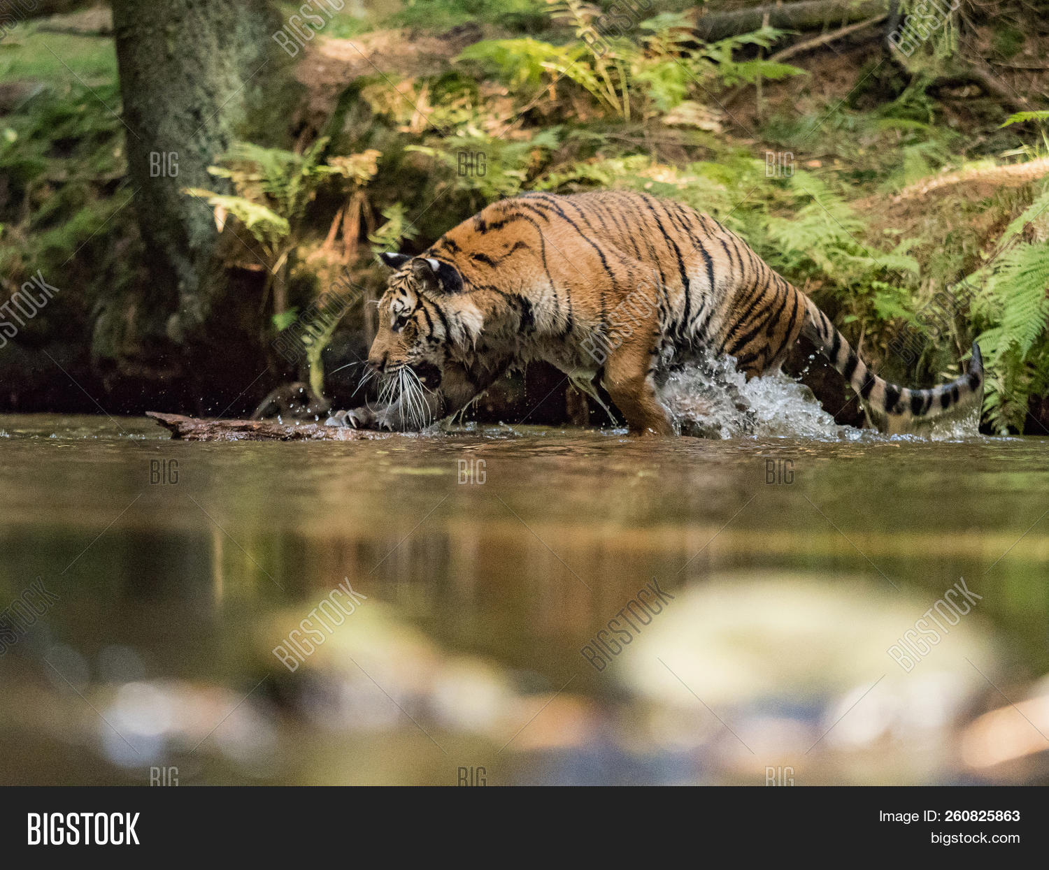 Tiger Runs Behind Prey Image & Photo (Free Trial) | Bigstock