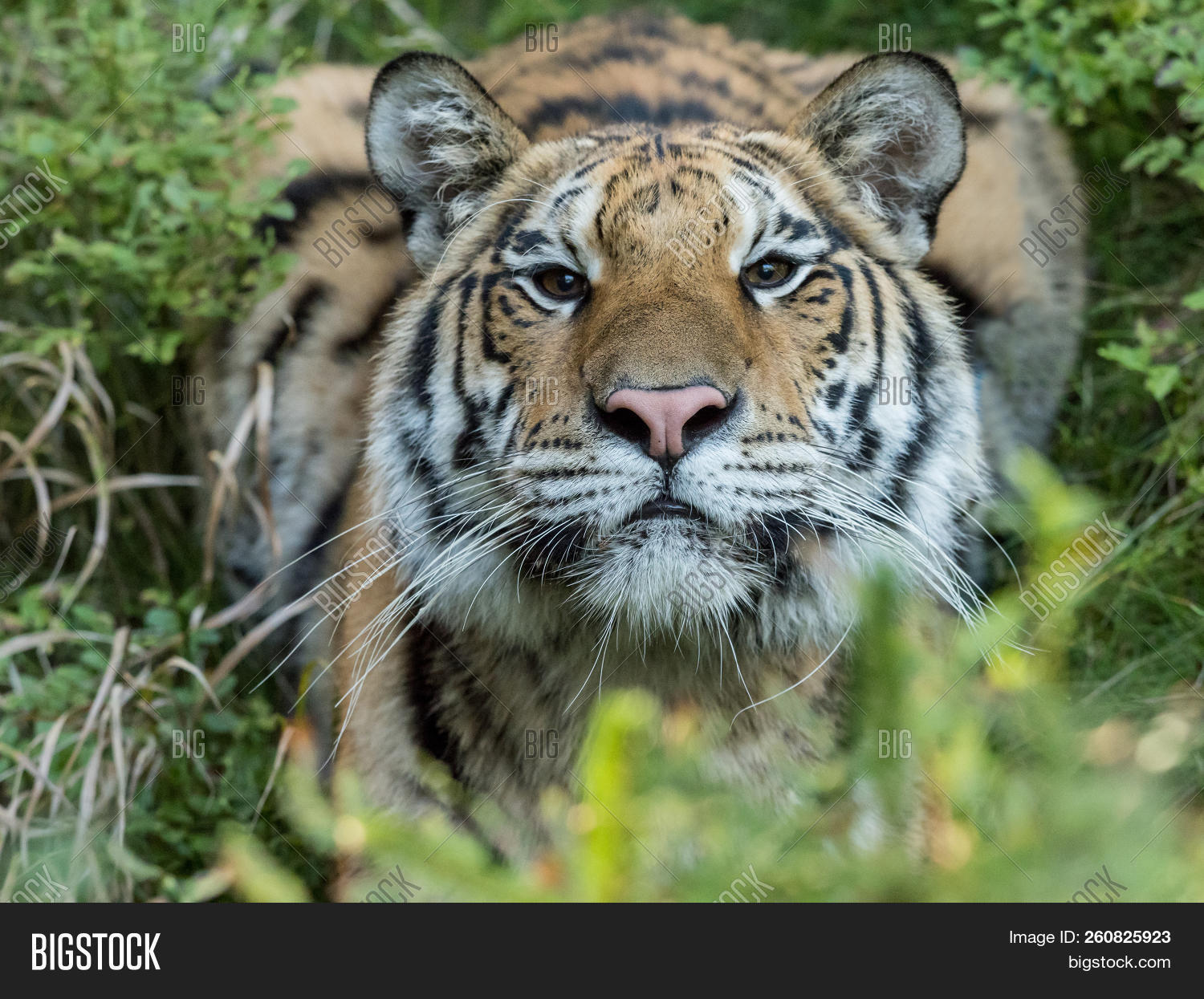 Tiger Portrait. Tiger Image & Photo (Free Trial) | Bigstock