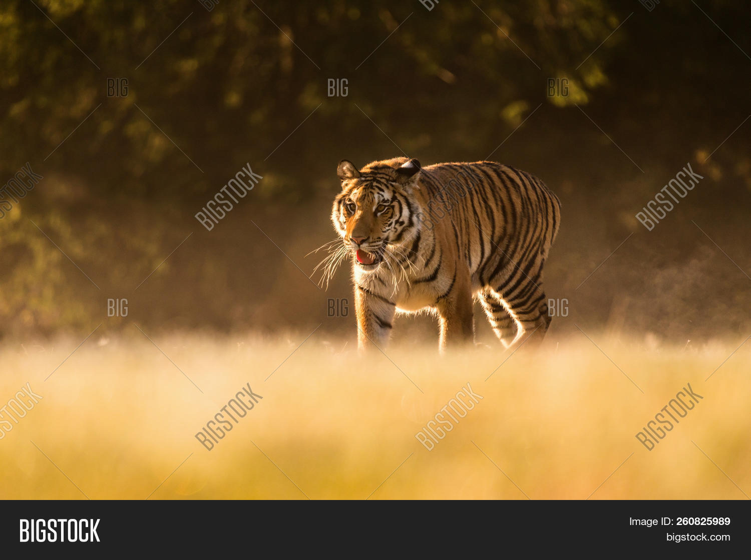Tiger Runs Behind Prey Image & Photo (Free Trial) | Bigstock