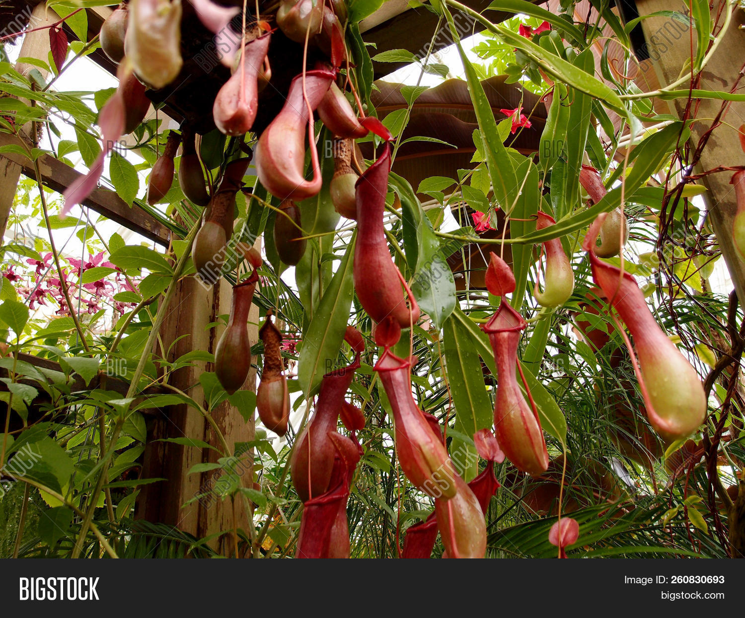 Nepenthes Truncata Image & Photo (Free Trial) | Bigstock