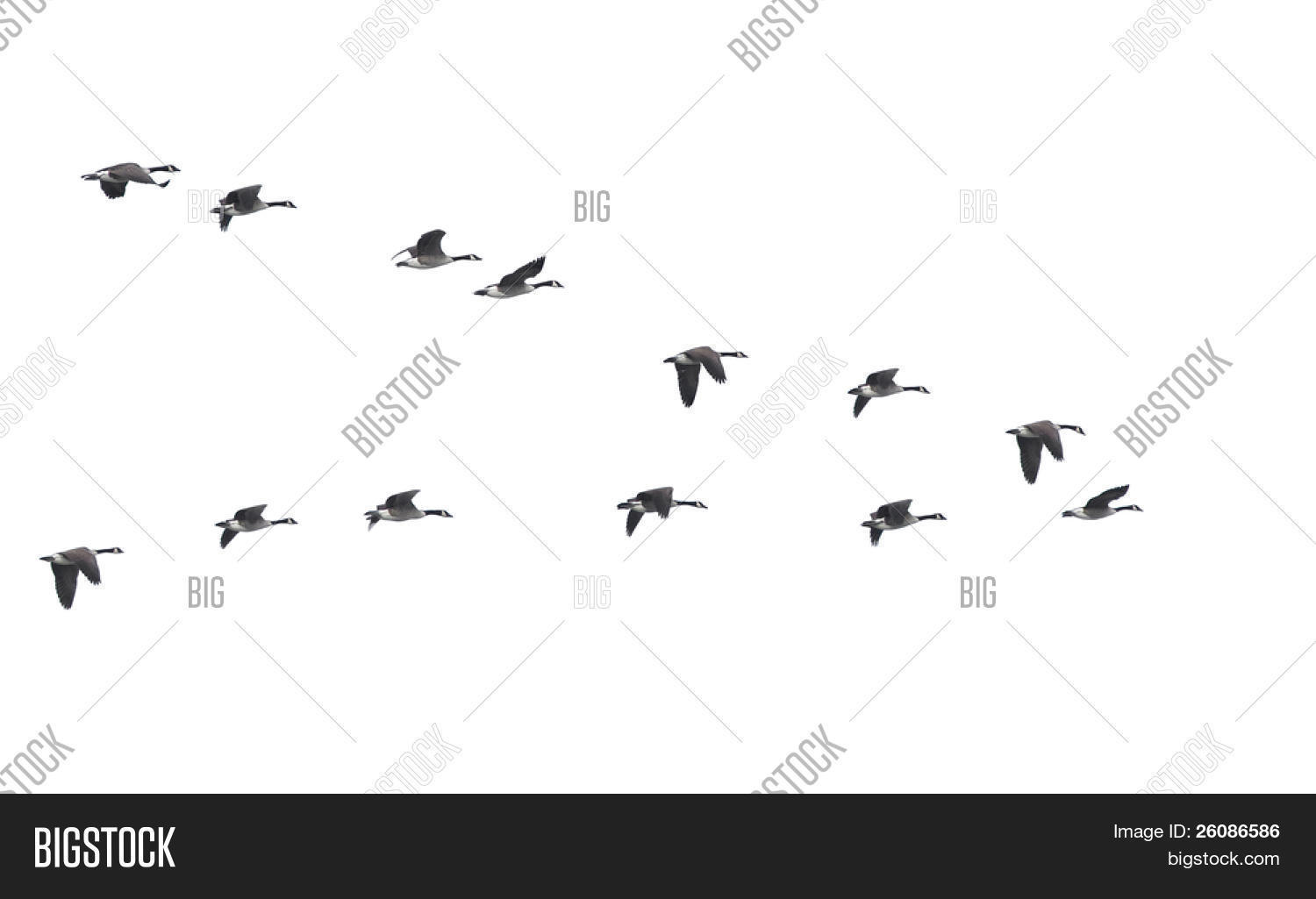 Flying Geese V Shape Image & Photo (Free Trial) | Bigstock