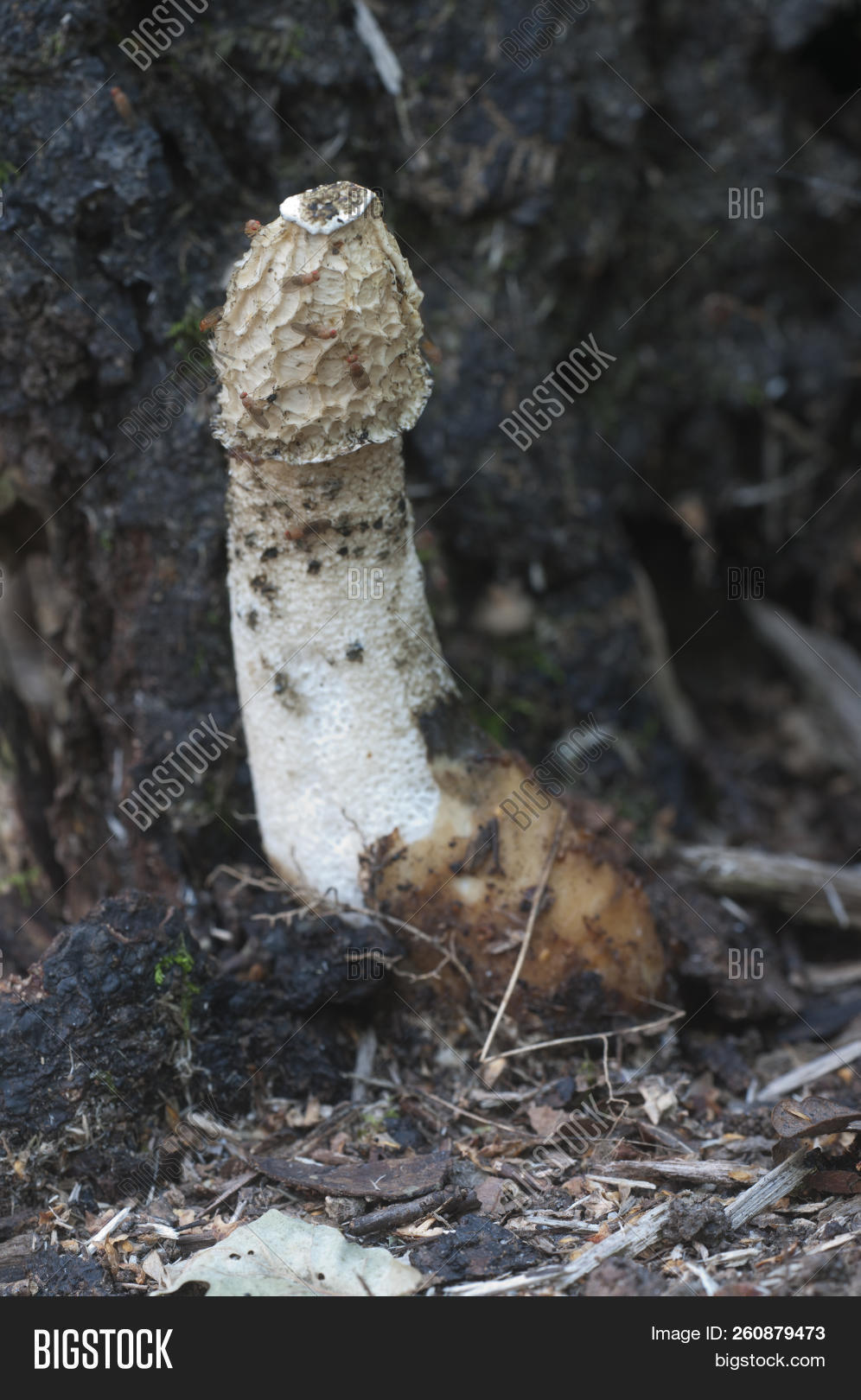 Phallus Impudicus ( Image & Photo (Free Trial) | Bigstock