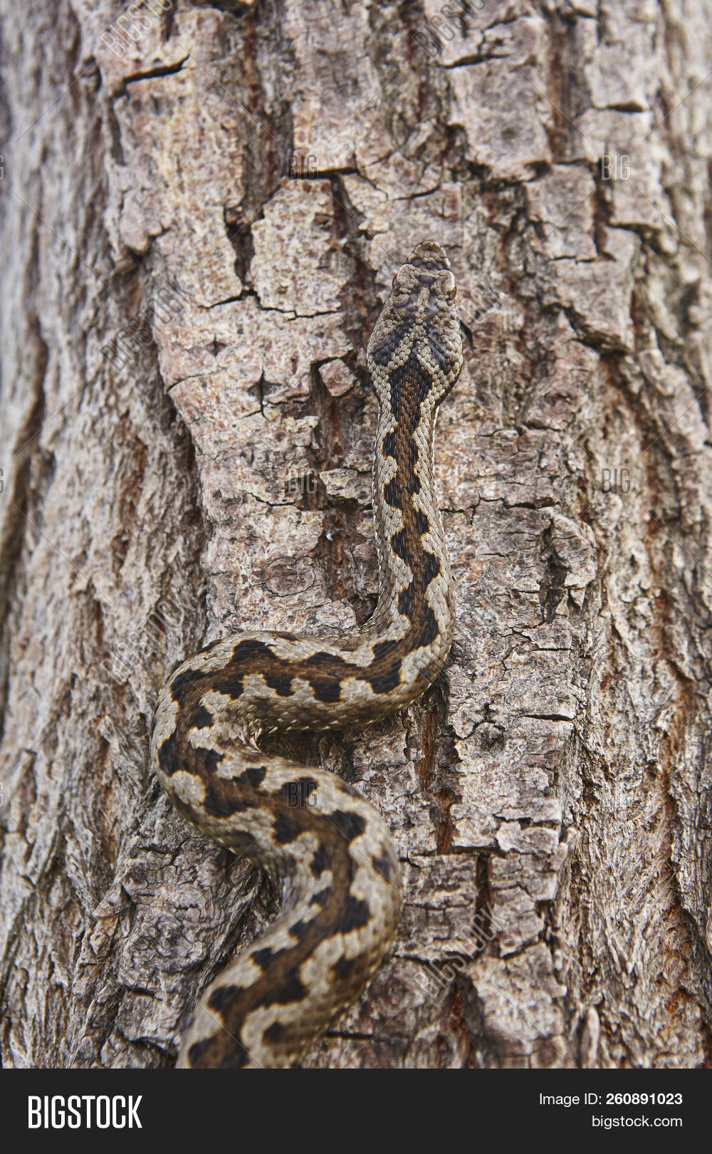 Snake Camouflage. Image & Photo (Free Trial) | Bigstock
