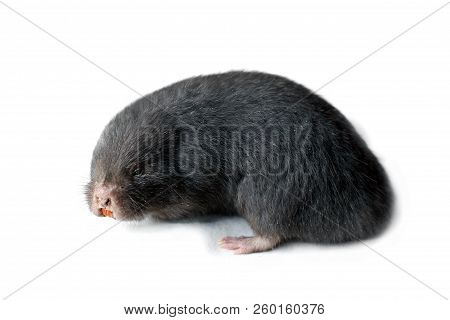 Asia Mole On White Image & Photo (Free Trial) | Bigstock