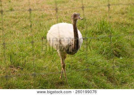 Portrait White Rhea Image & Photo (Free Trial) | Bigstock