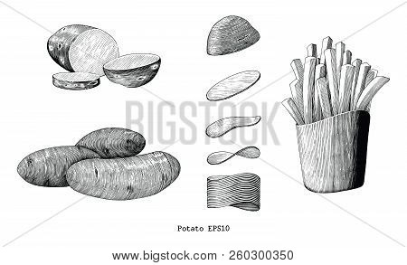 Potatoes Hand Draw Vector & Photo (Free Trial) | Bigstock