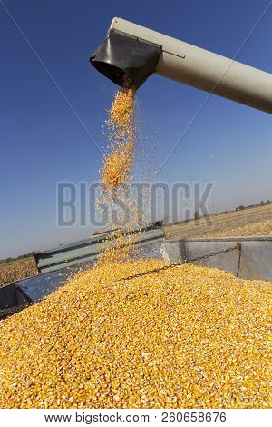 Corn Falling Combine Image & Photo (Free Trial) | Bigstock