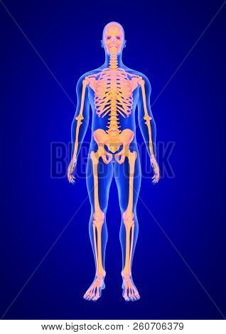 Blue Human Anatomy Image & Photo (Free Trial) | Bigstock