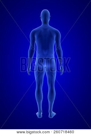 Blue Human Anatomy Image & Photo (Free Trial) | Bigstock