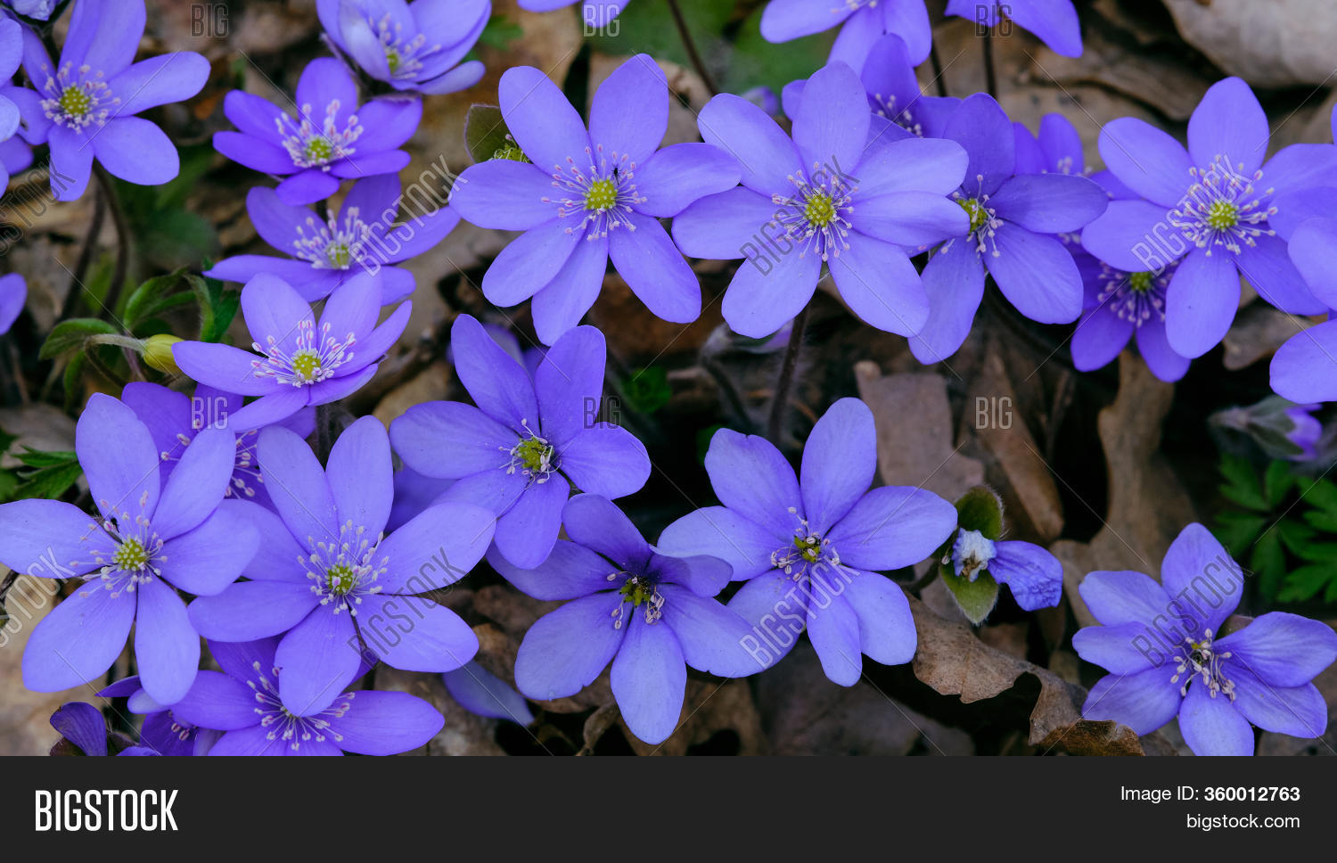 Round-lobed Hepatica ( Image & Photo (Free Trial) | Bigstock