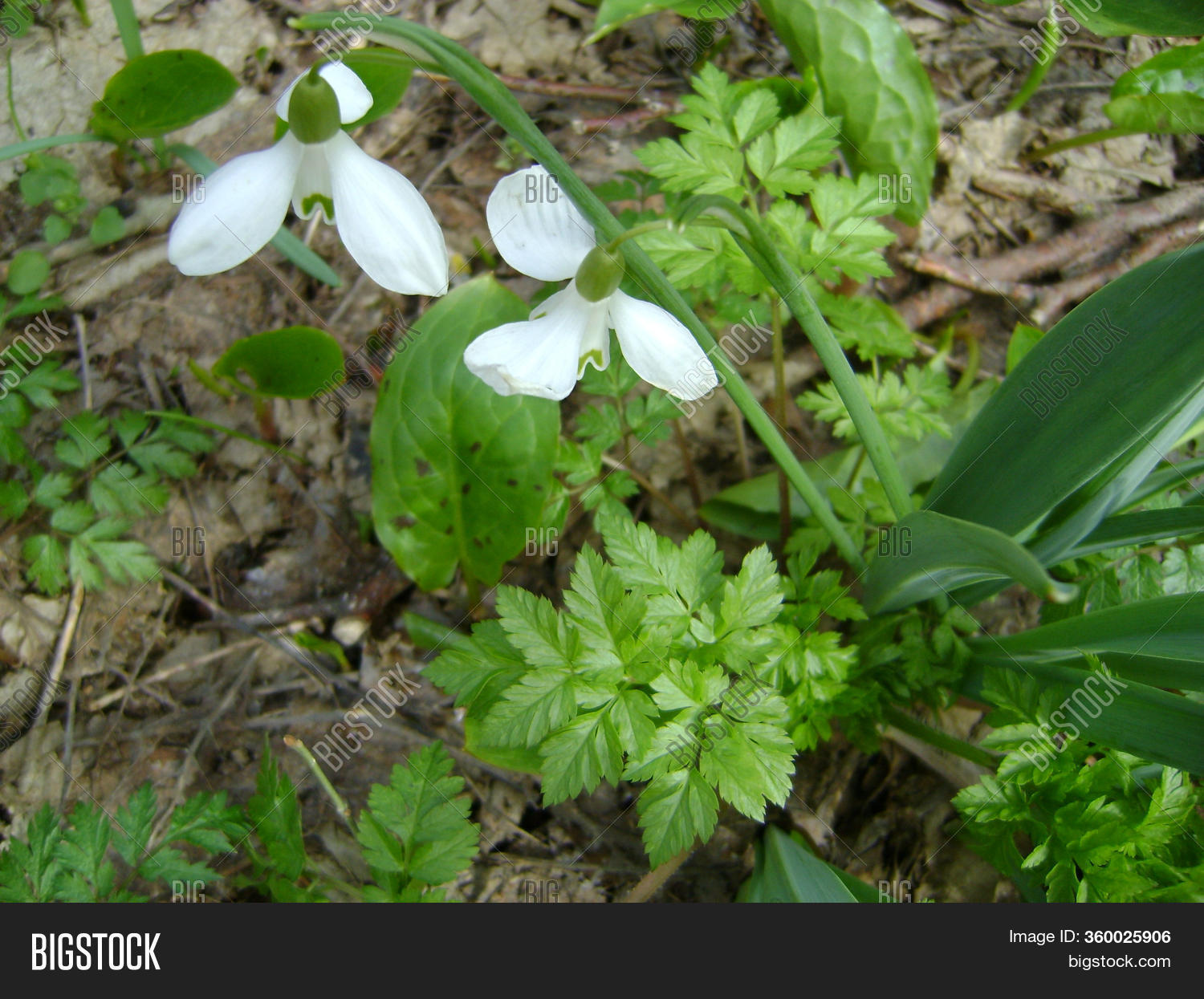 Snowdrop Spring Image & Photo (Free Trial) | Bigstock