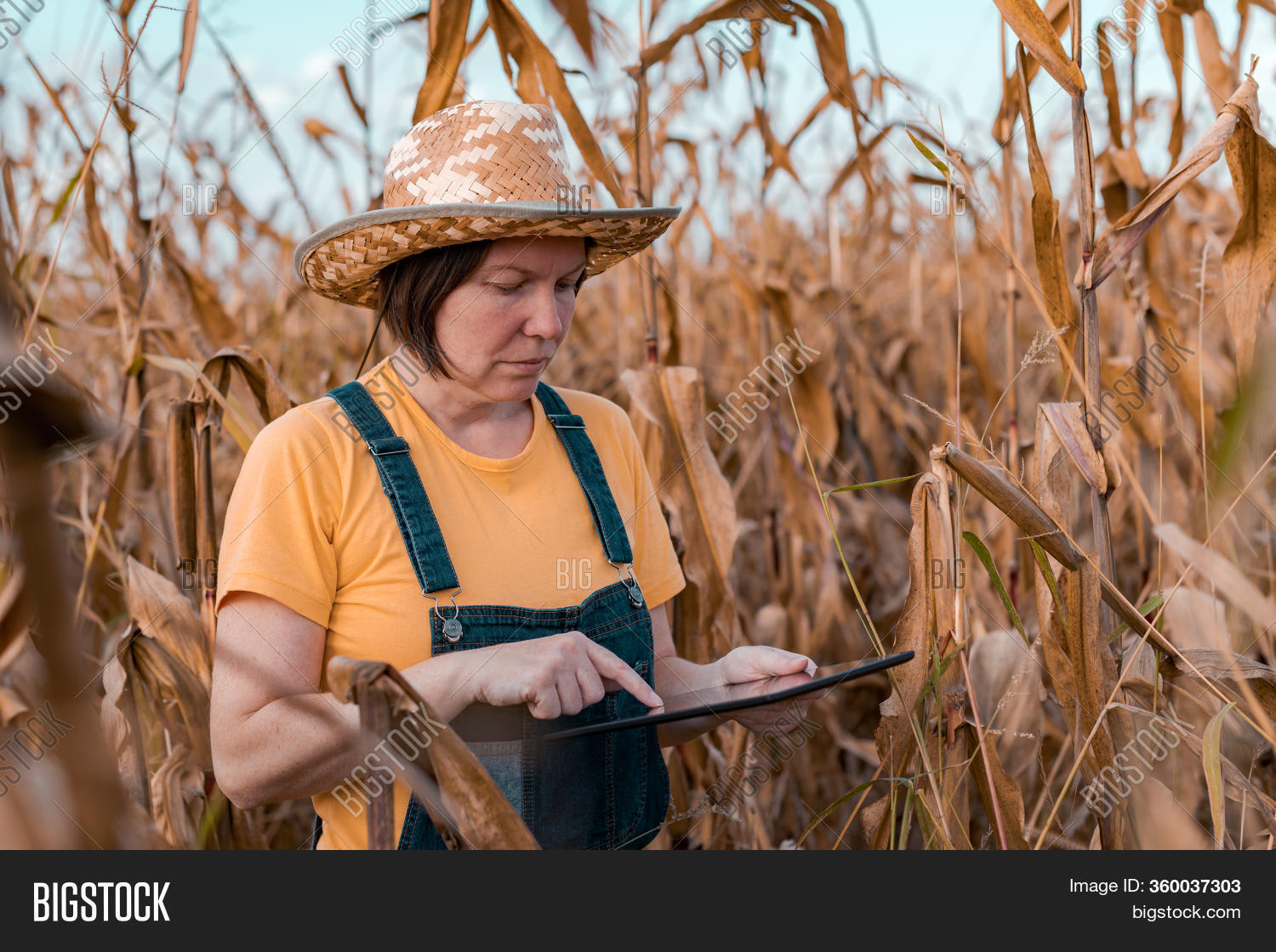 Female Corn Farmer Image & Photo (Free Trial) | Bigstock