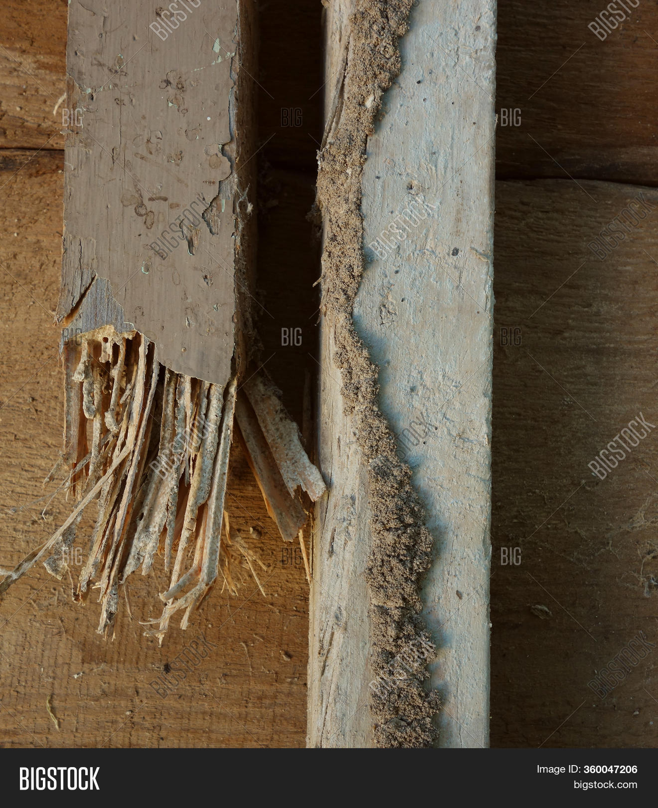 Termite Mud Tube Right Image & Photo (Free Trial) | Bigstock