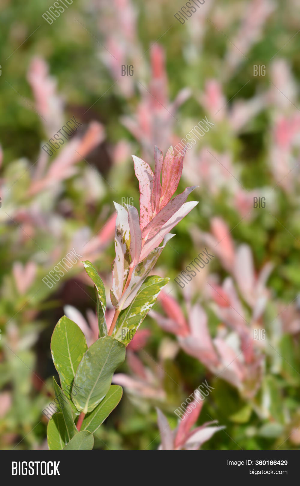 Dwarf Flamingo Willow Image & Photo (Free Trial) | Bigstock