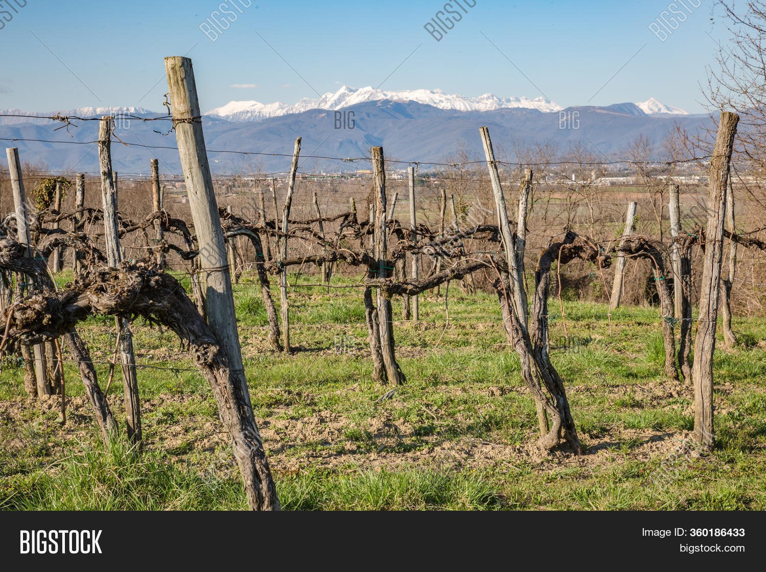 Spring Vineyard Image & Photo (Free Trial) | Bigstock
