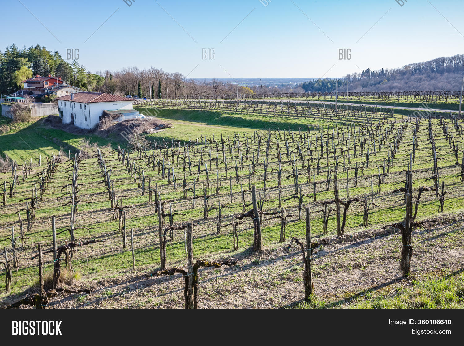 Spring Vineyard Image & Photo (Free Trial) | Bigstock