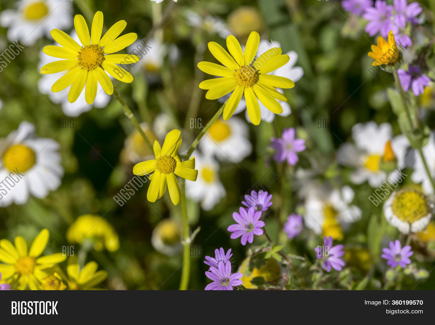 Flora Greece. Image & Photo (Free Trial) | Bigstock