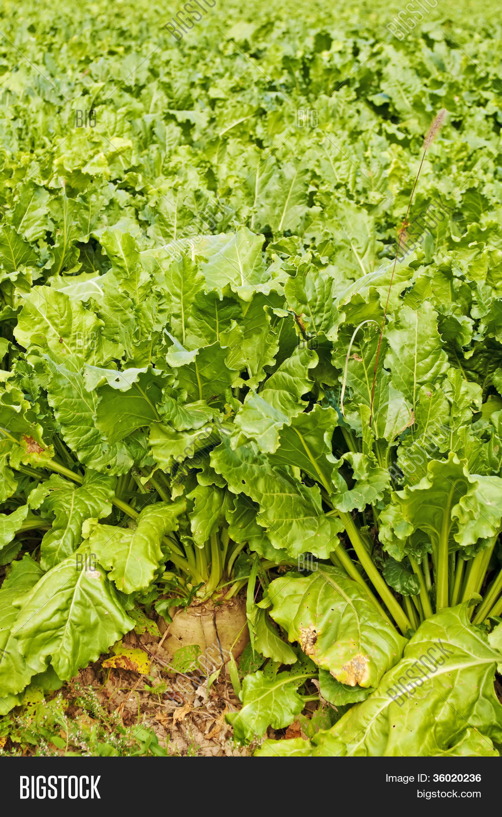 Sugar Beet Image & Photo (Free Trial) | Bigstock