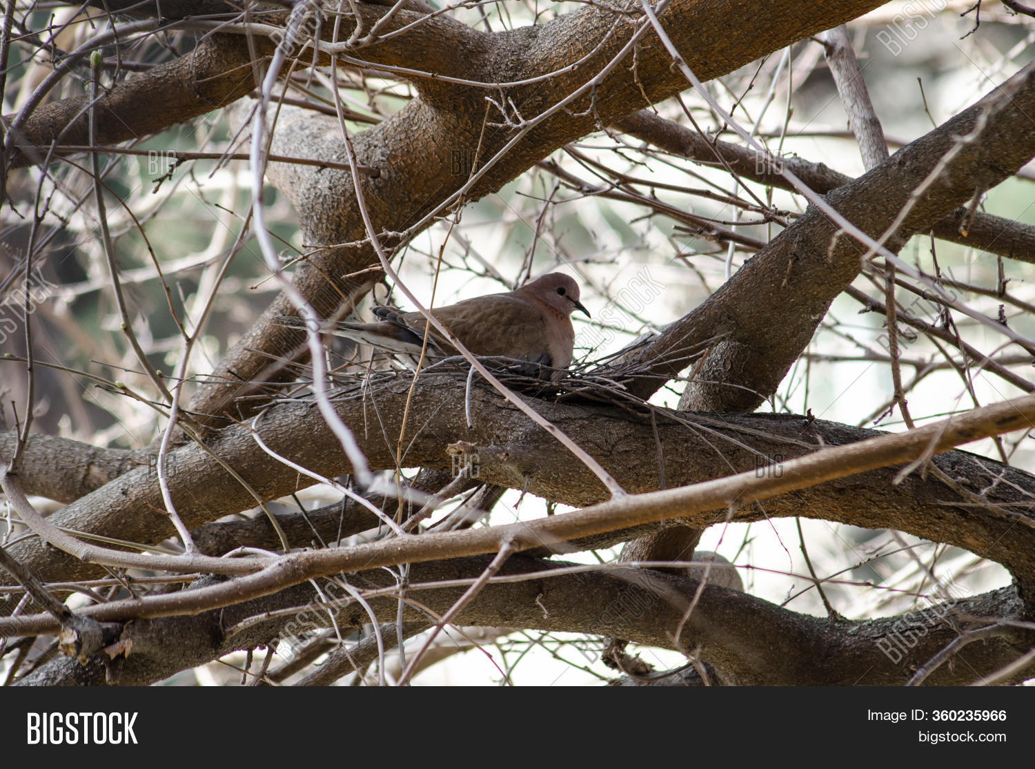 Dove On Tree Near Nest Image & Photo (Free Trial) | Bigstock