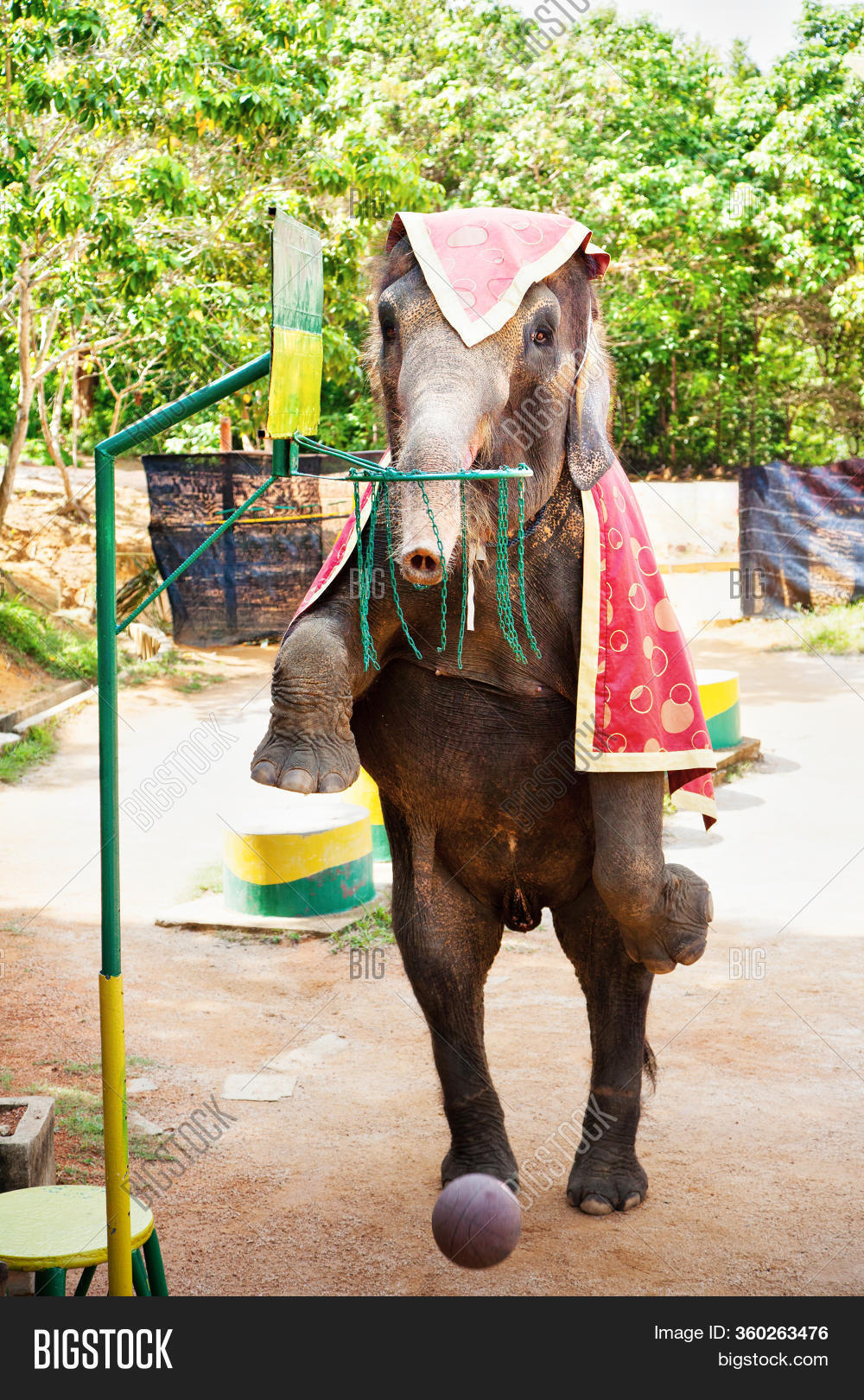 Trained Elephant On Image & Photo (Free Trial) | Bigstock