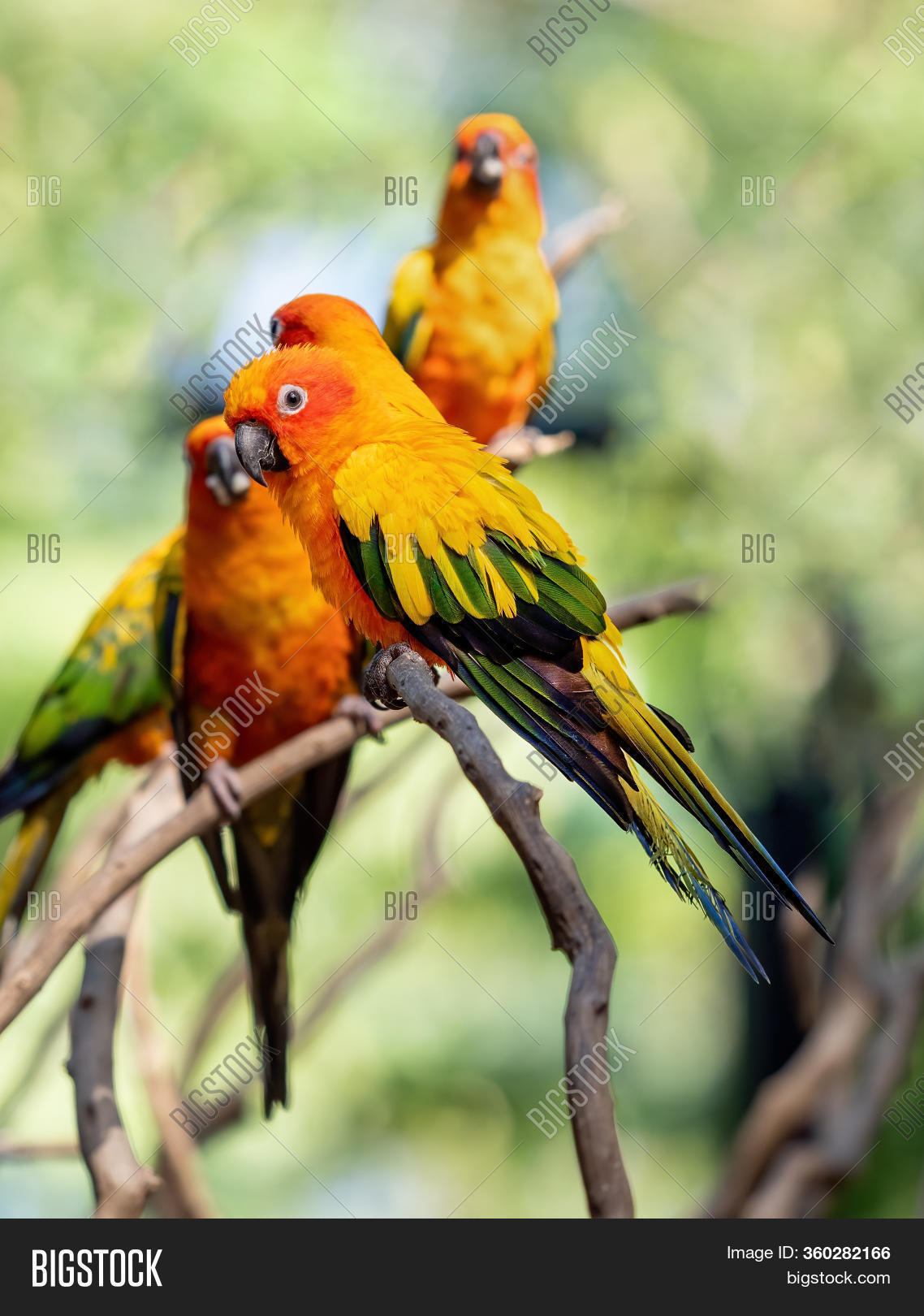 Closeup Sun Conure Image & Photo (Free Trial) | Bigstock