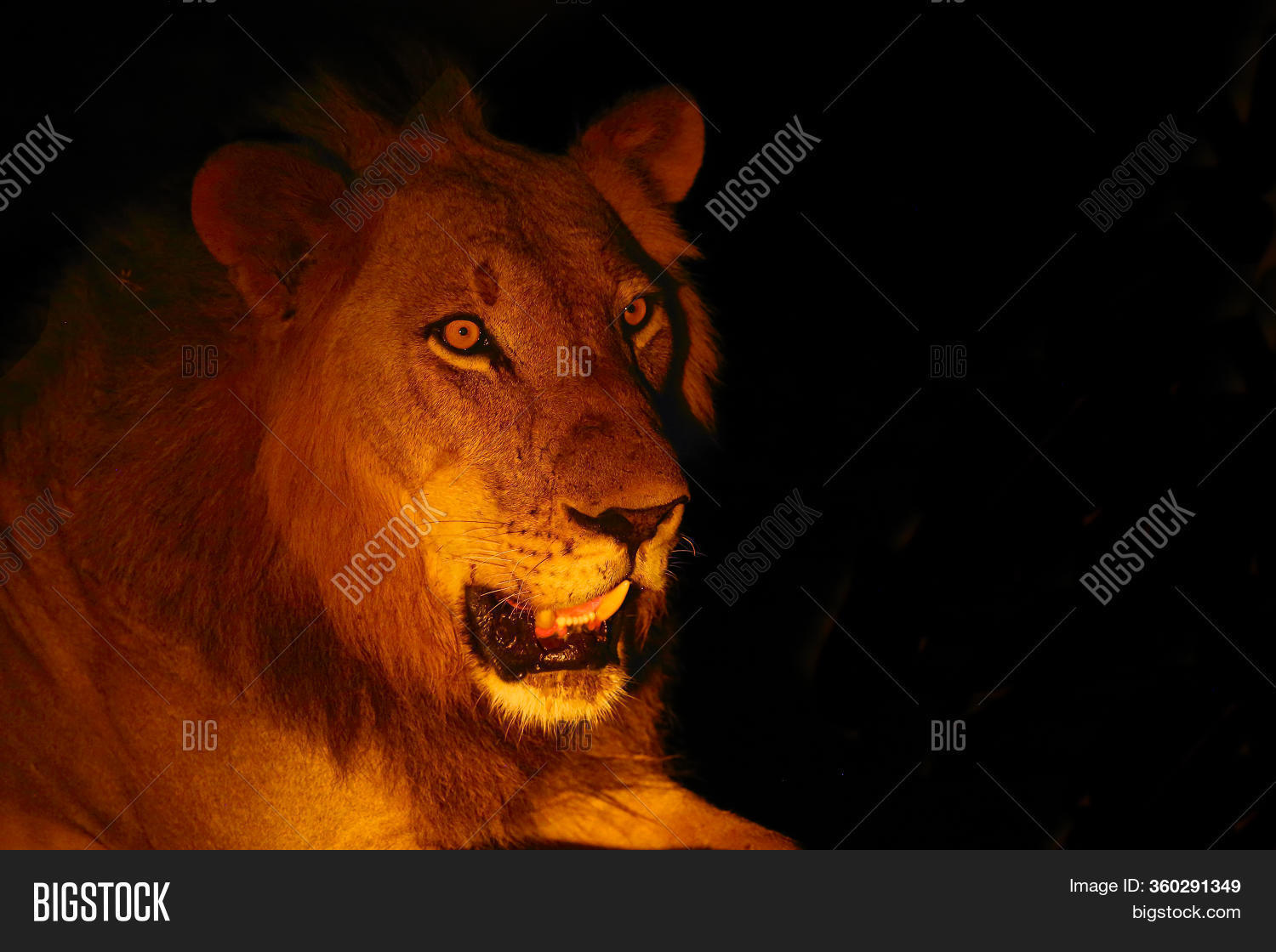 Southern Lion ( Image & Photo (Free Trial) | Bigstock