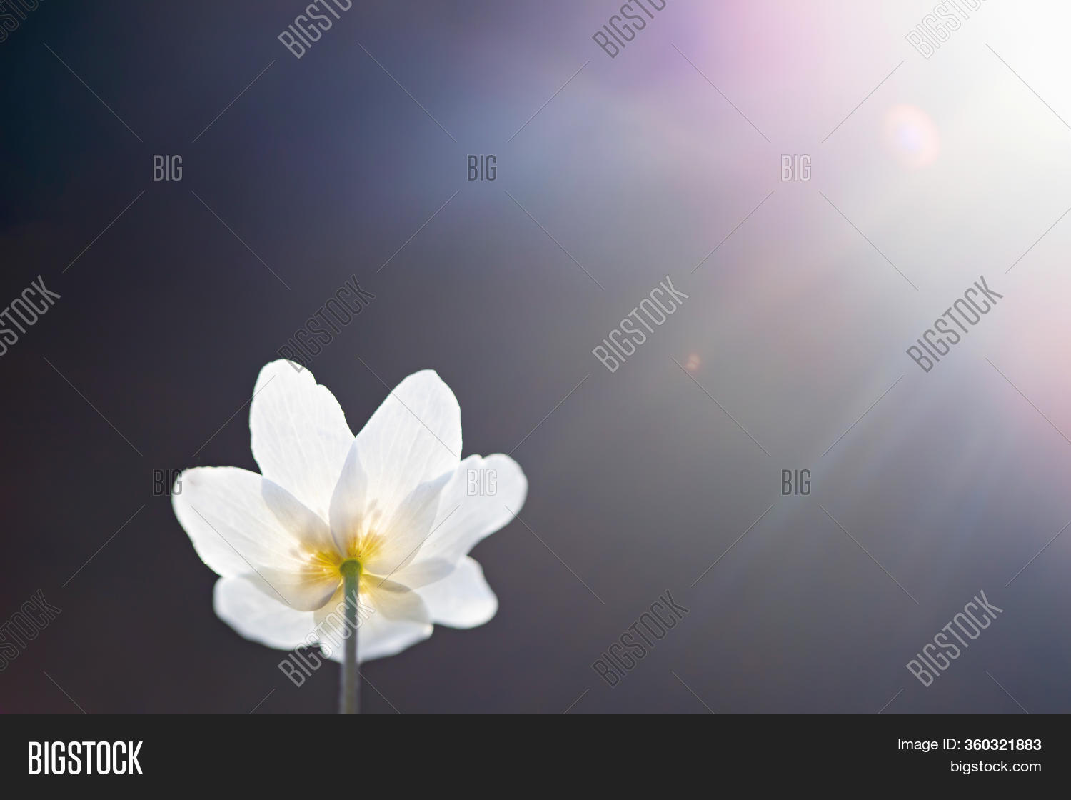 Delicate Fragile Image & Photo (Free Trial) | Bigstock
