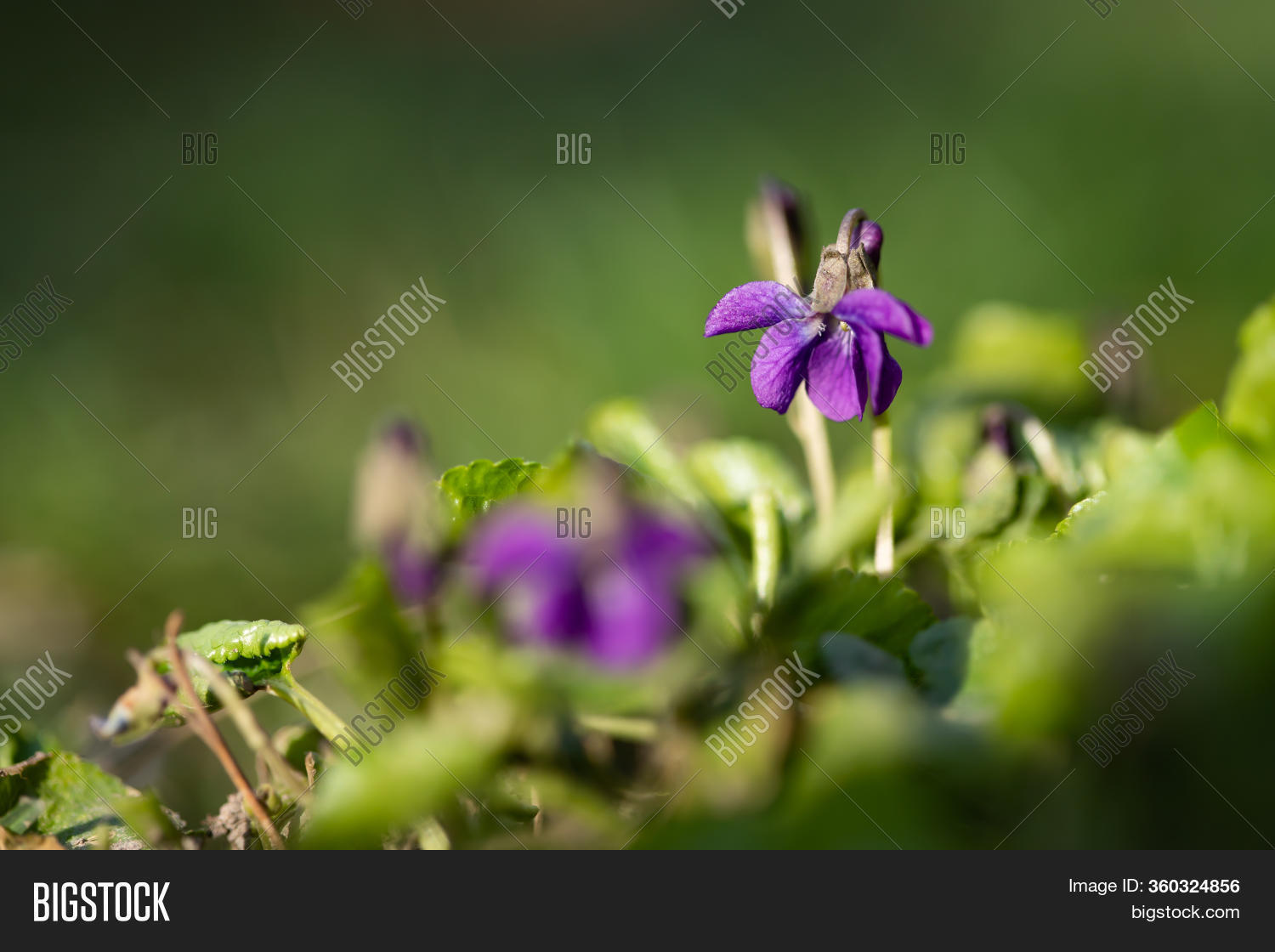Delicate Fragile Wood Image & Photo (Free Trial) | Bigstock