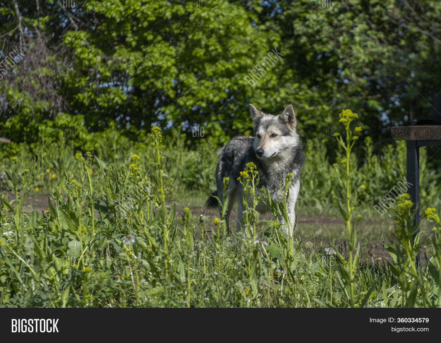 Wolf-like Dog Nature, Image & Photo (Free Trial) | Bigstock