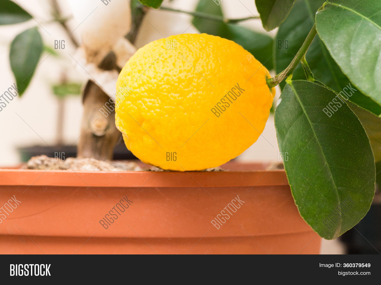 Branch Citrus Plant Image & Photo (Free Trial) | Bigstock
