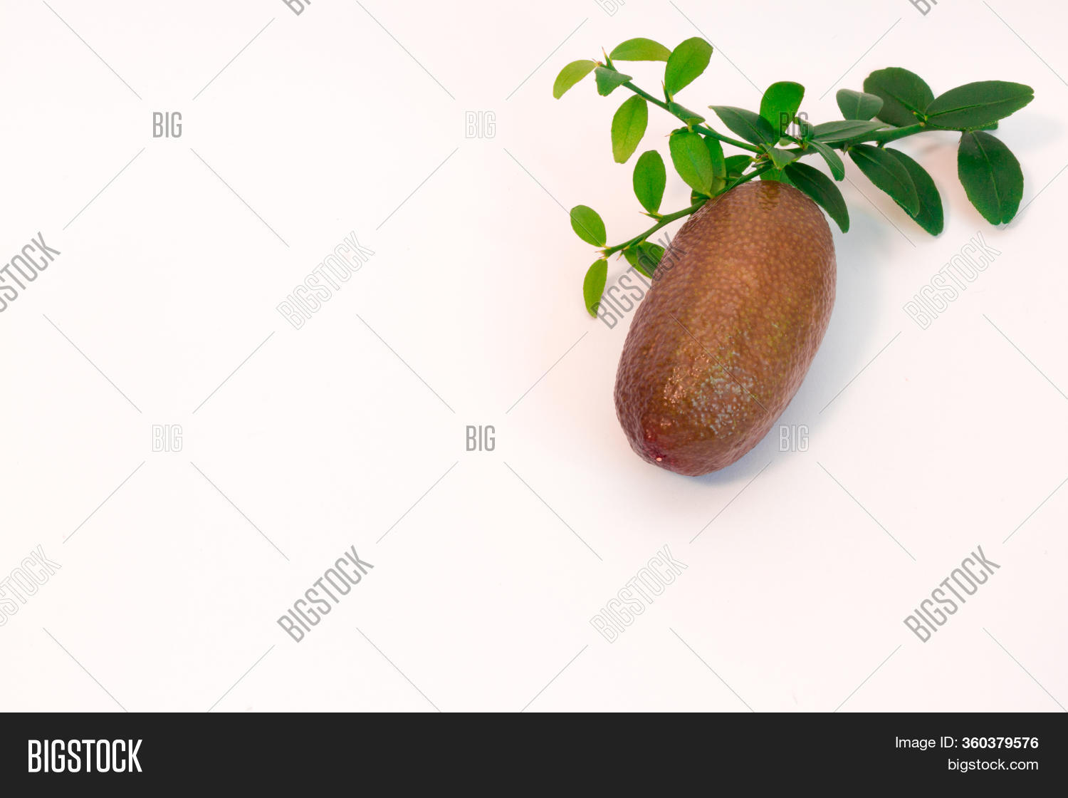 Branch Citrus Plant Image & Photo (Free Trial) | Bigstock