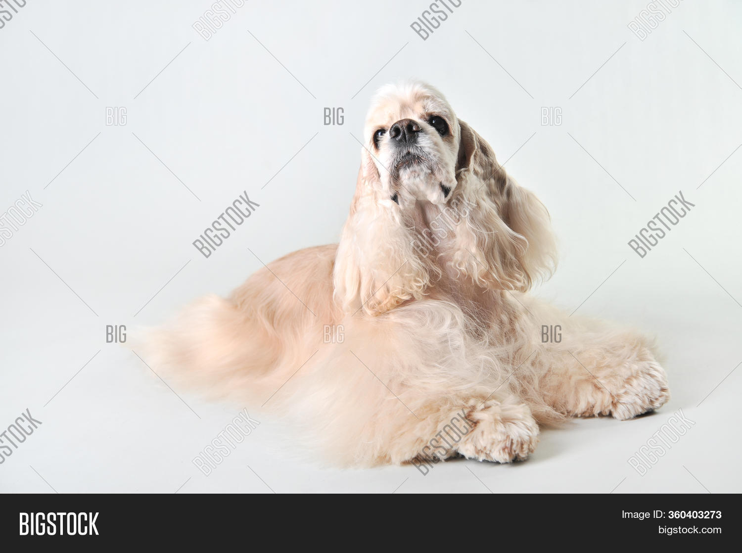 Fawn Cocker Spaniel Image & Photo (Free Trial) | Bigstock