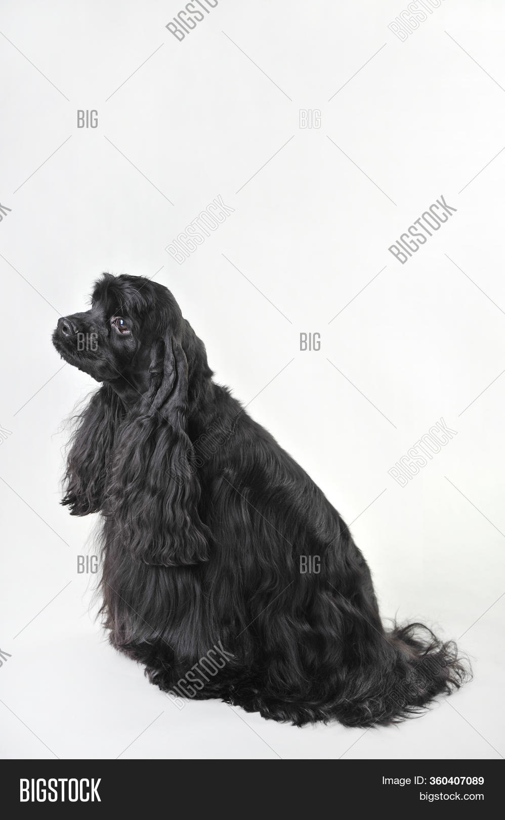 Black Haired Cocker Image & Photo (Free Trial) | Bigstock