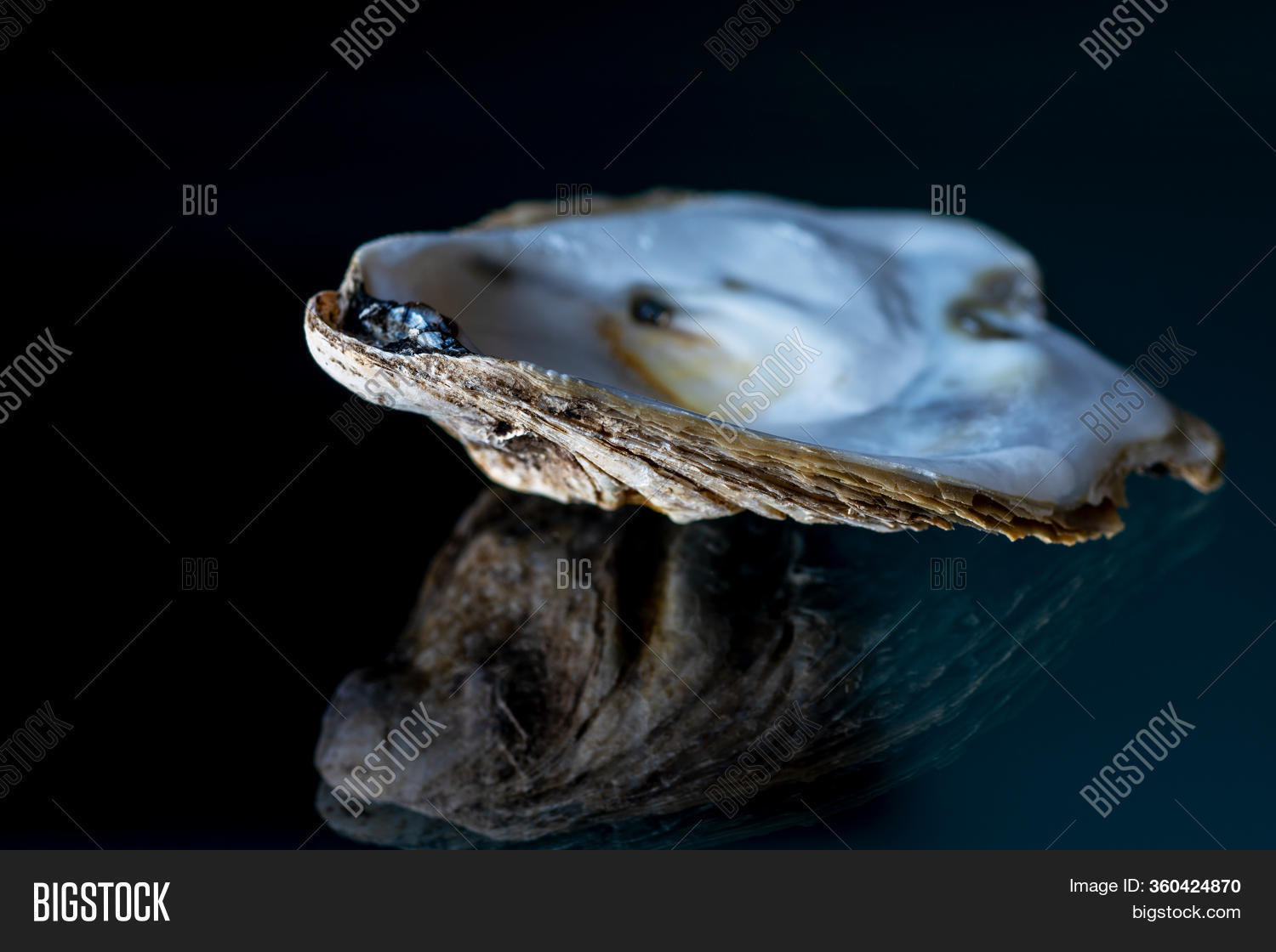 Mother--pearl Seashell Image & Photo (Free Trial) | Bigstock