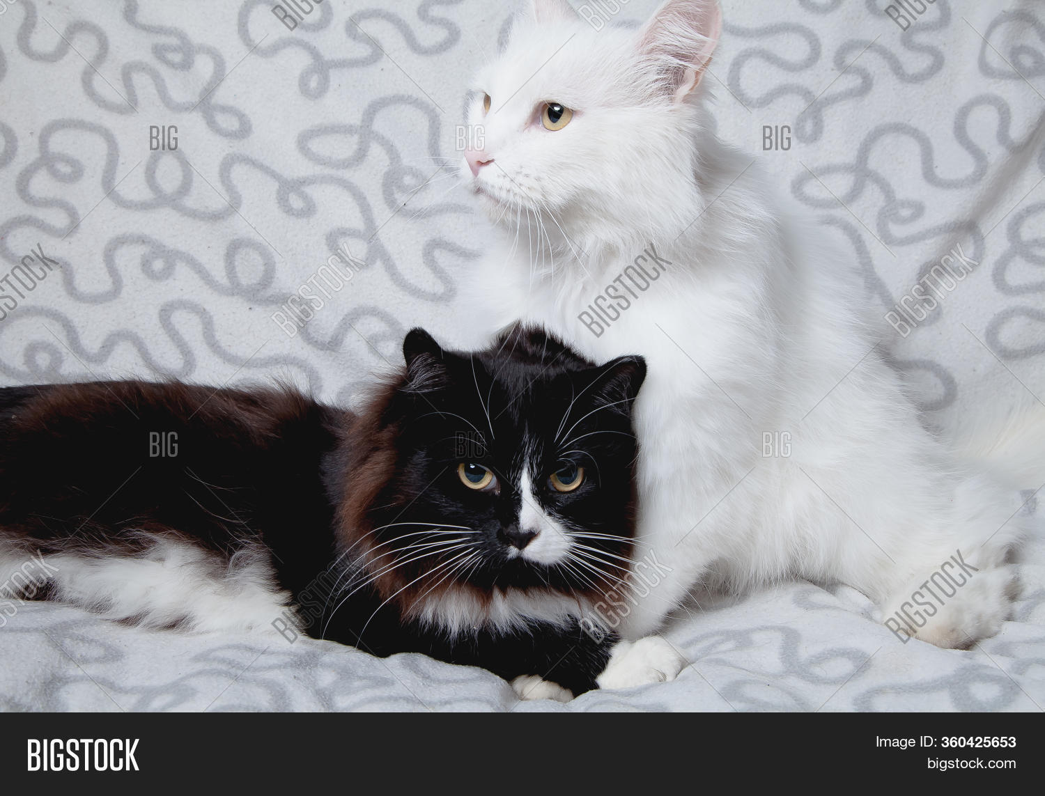Beautiful White Angora Image & Photo (Free Trial) | Bigstock