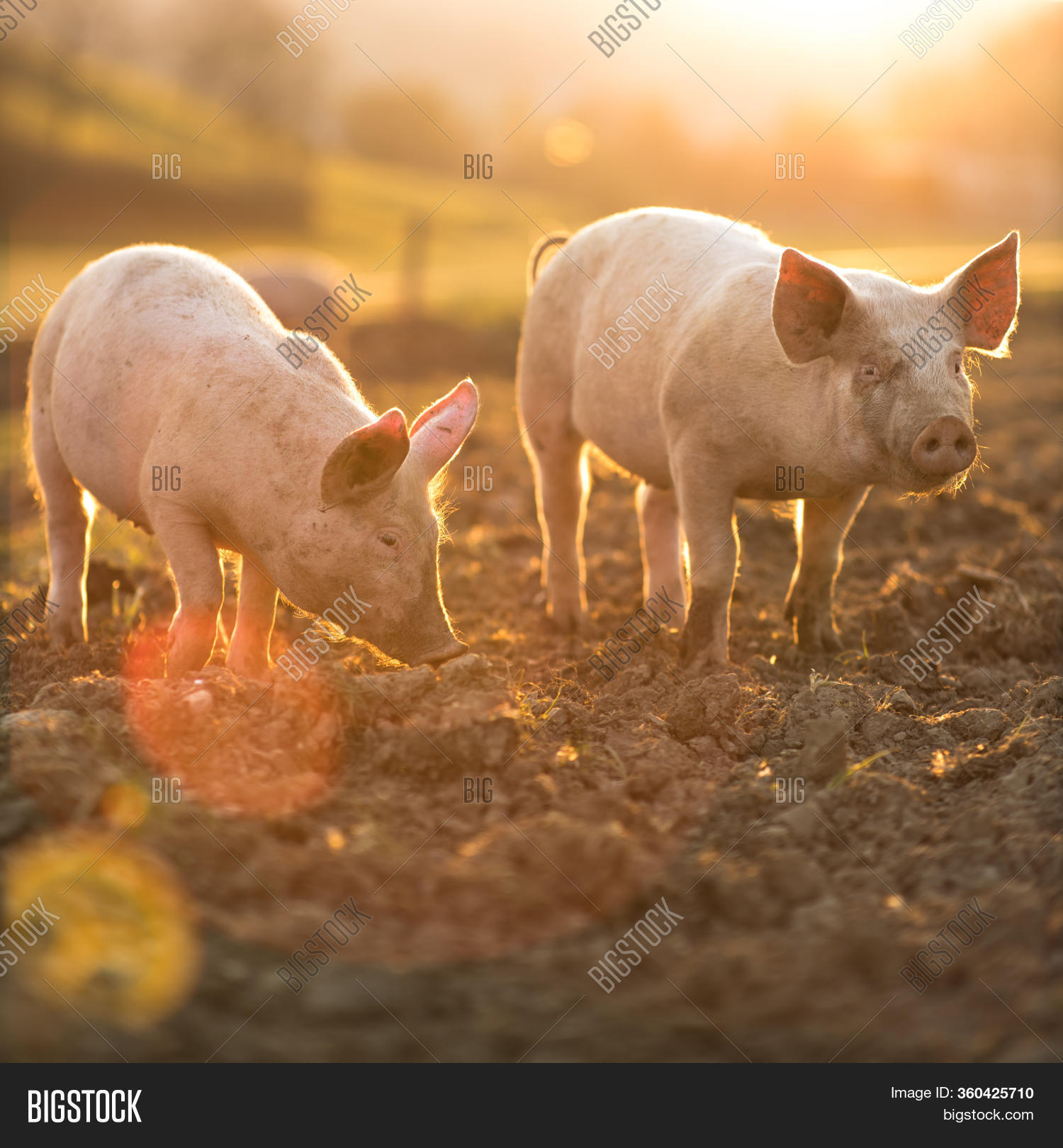 Pigs Eating On Meadow Image & Photo (Free Trial) | Bigstock