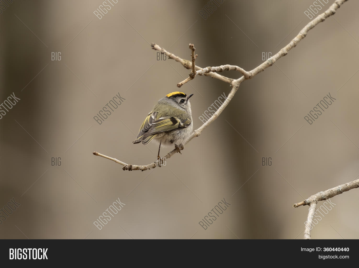 Golden - Crowned Image & Photo (Free Trial) | Bigstock
