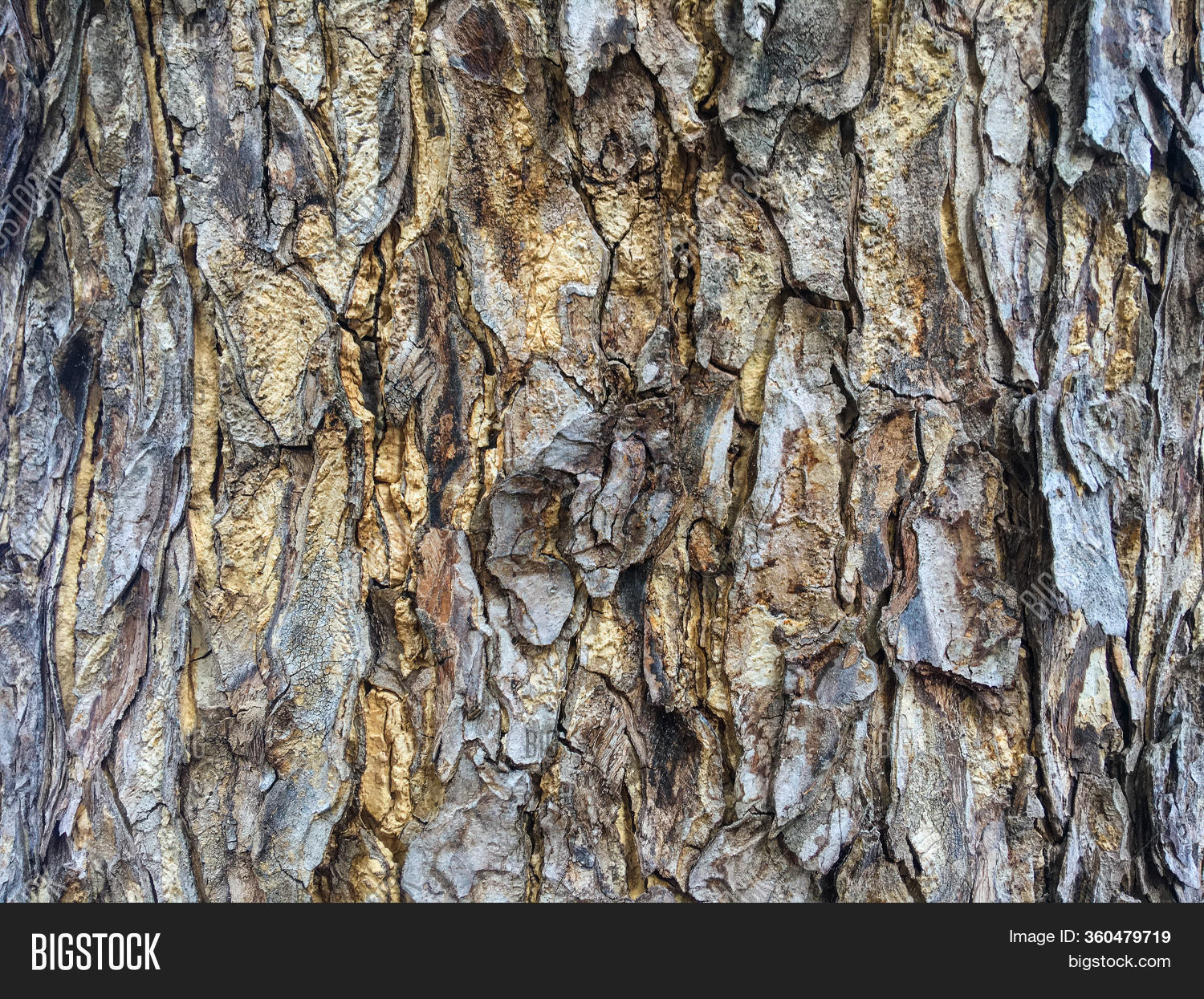 Picture Texture Tree Image & Photo (Free Trial) | Bigstock