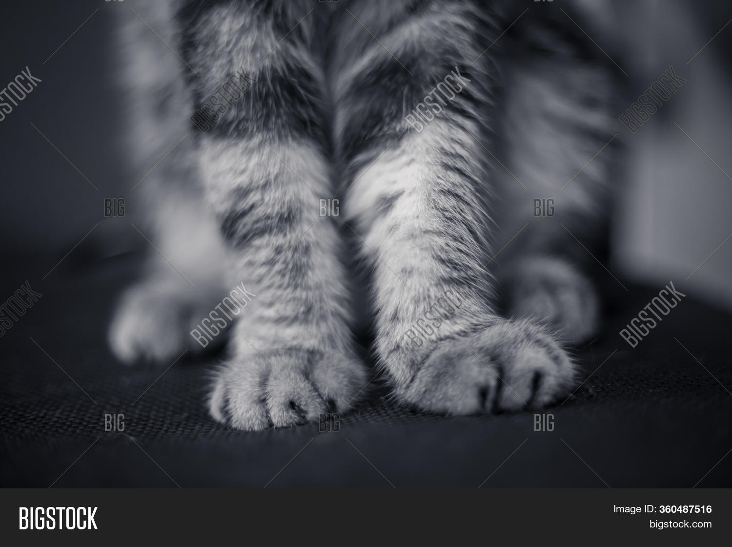 Foot Cat On Floor Image & Photo (Free Trial) | Bigstock