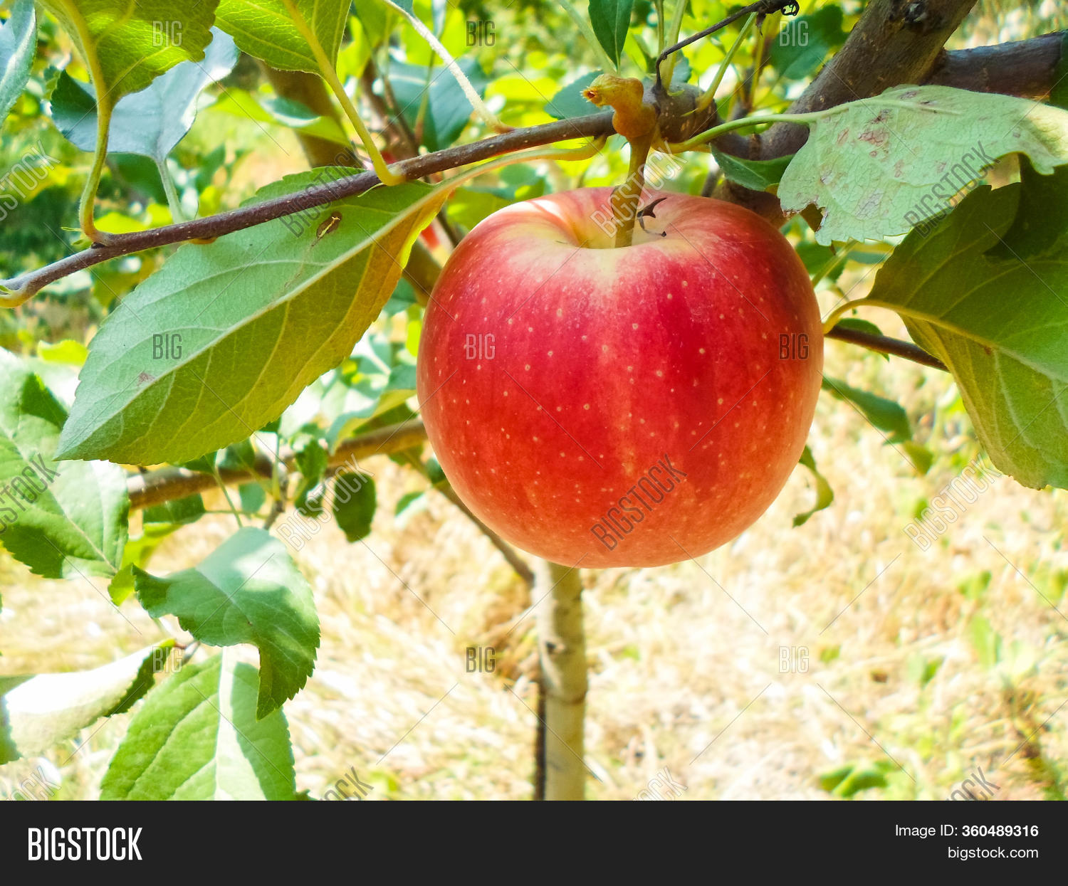 Red Apples On Tree Image & Photo (Free Trial) | Bigstock