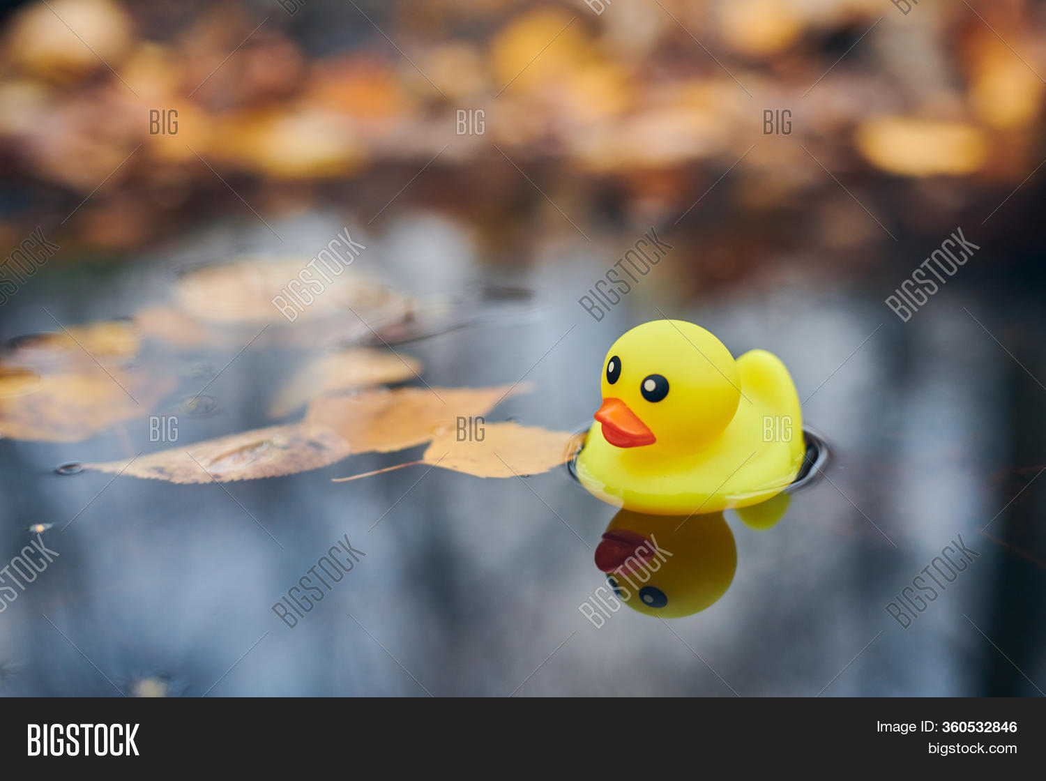 Autumn Duck Toy Puddle Image & Photo (Free Trial) | Bigstock