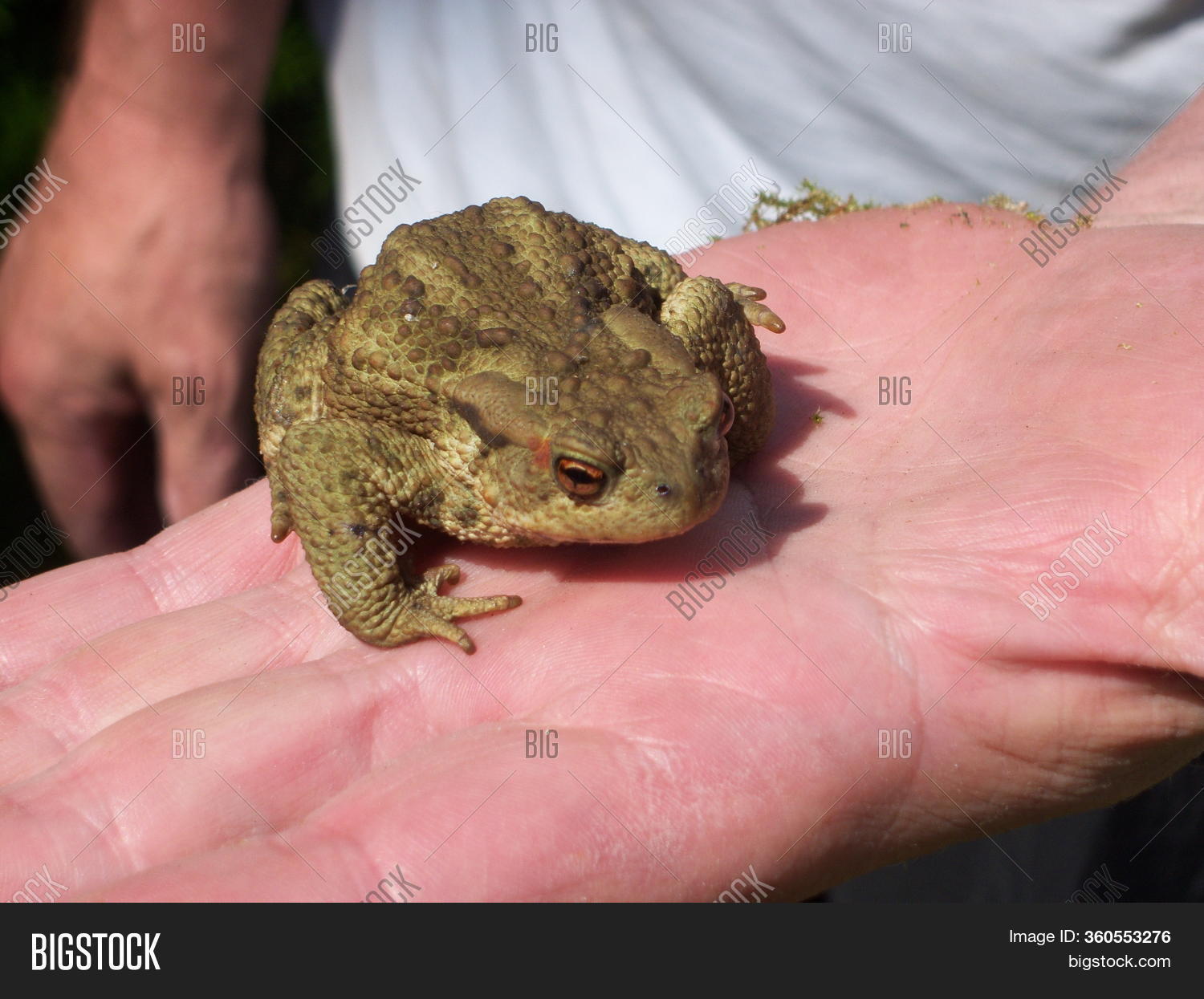 Large Toad Hand Image & Photo (Free Trial) | Bigstock