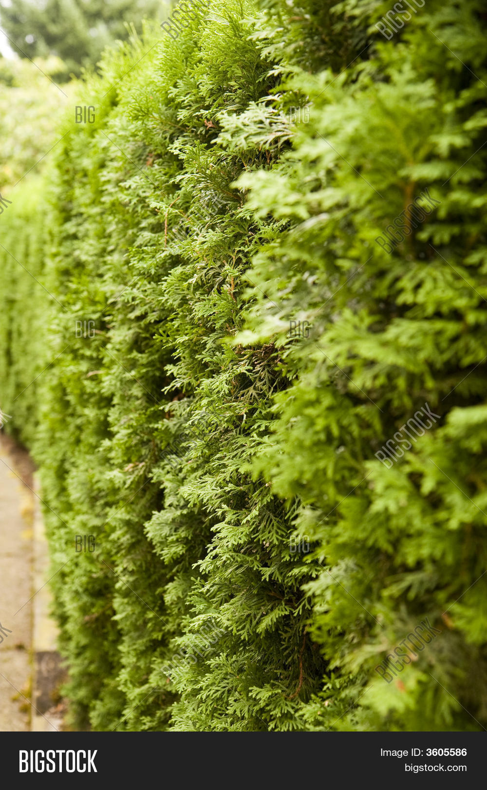 Evergreen Hedge Image & Photo (Free Trial) | Bigstock