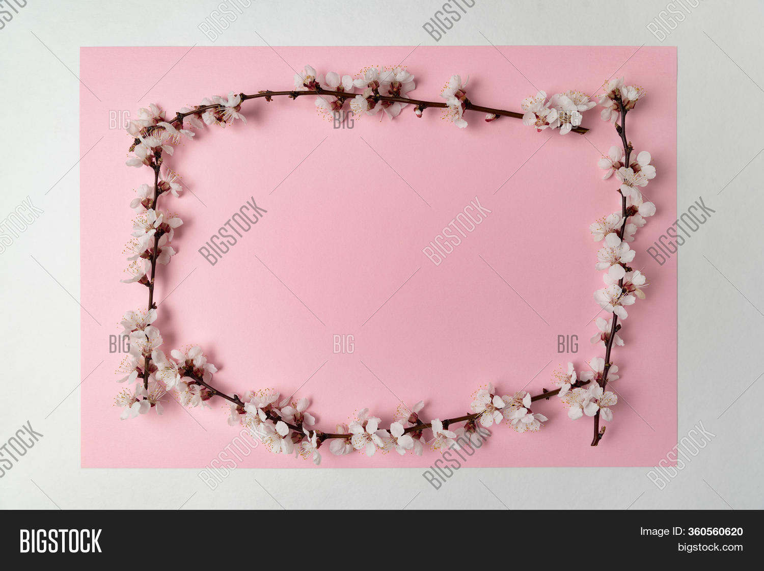 Frame Apricot Tree Image & Photo (Free Trial) | Bigstock